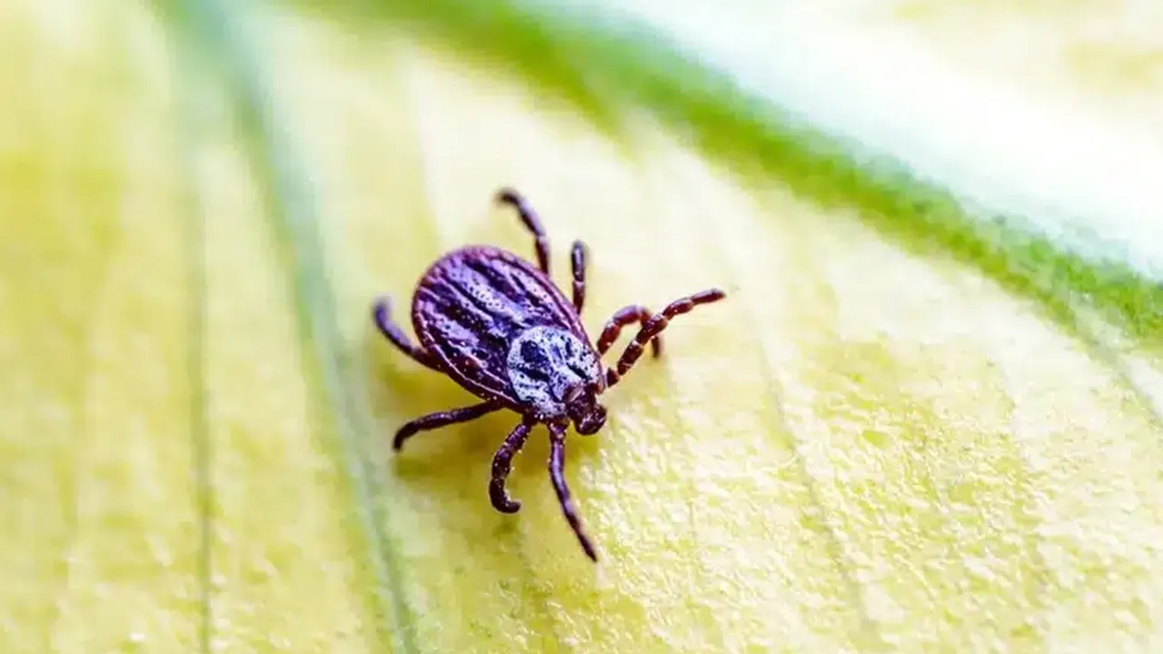 Kene vakalarında endişe verici artış! Çocuklar ve yaşlılar en yüksek ...